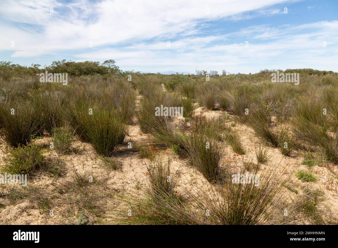 Landscape near Hopefield, Western Cape, South Africa Stock Photo - Alamy