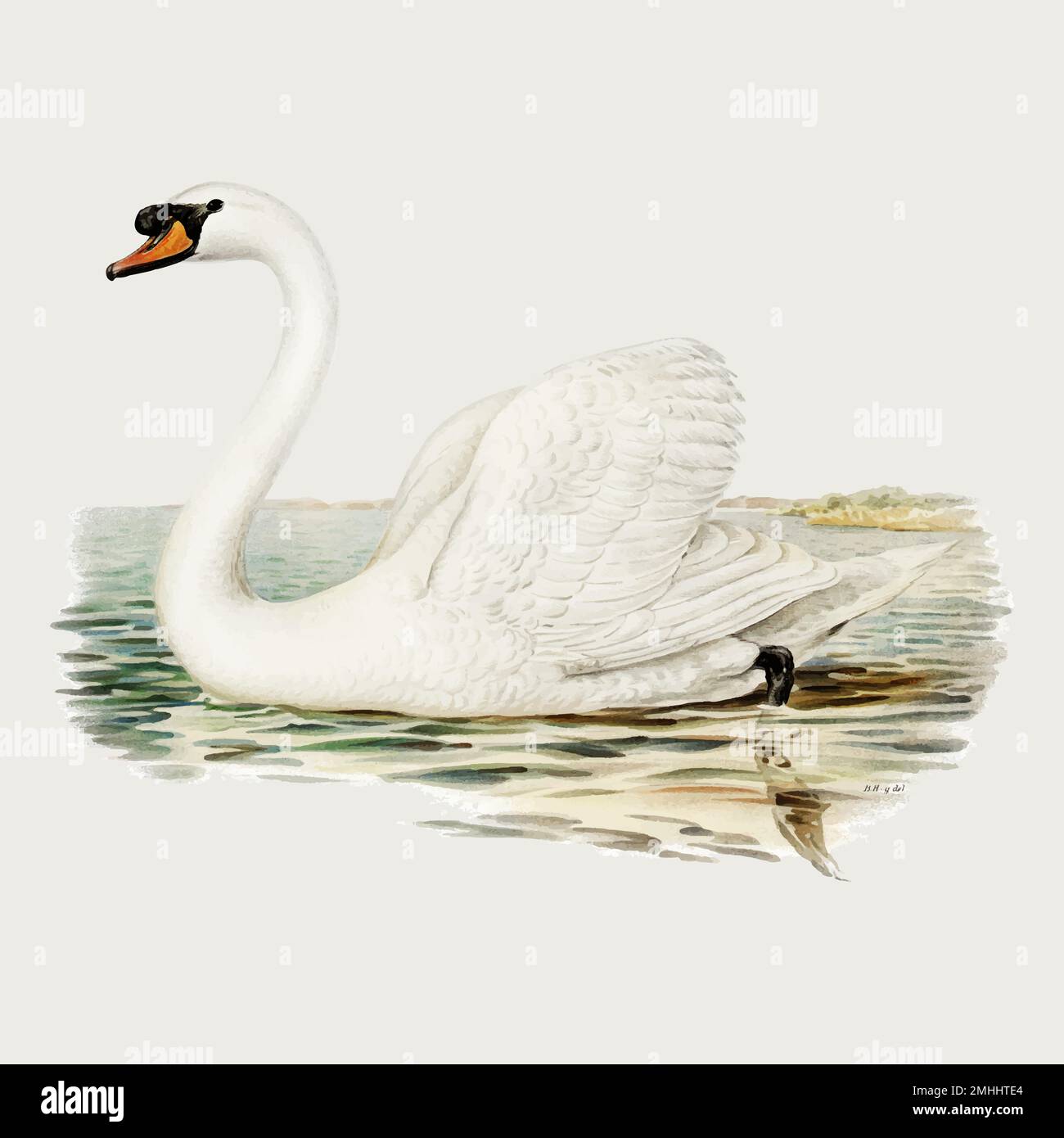 Swan bird vector vintage drawing Stock Vector Image & Art - Alamy