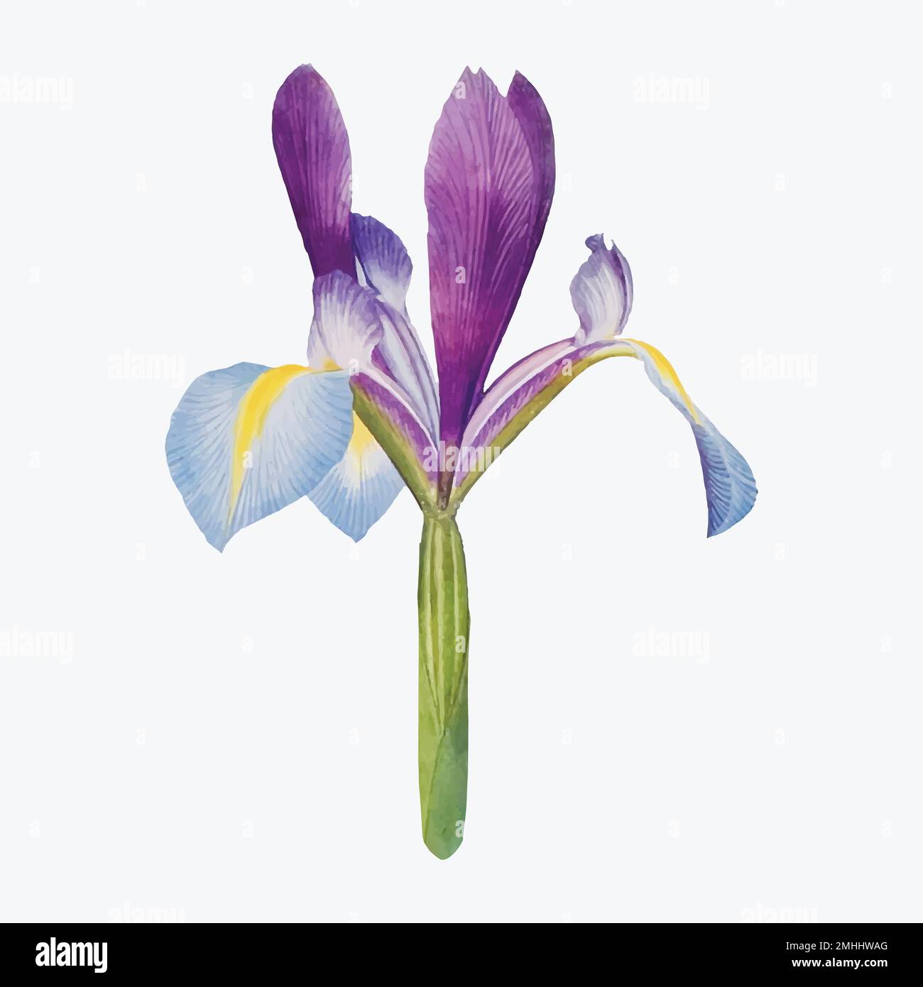 Vintage Iris flower illustration vector Stock Vector Image & Art - Alamy