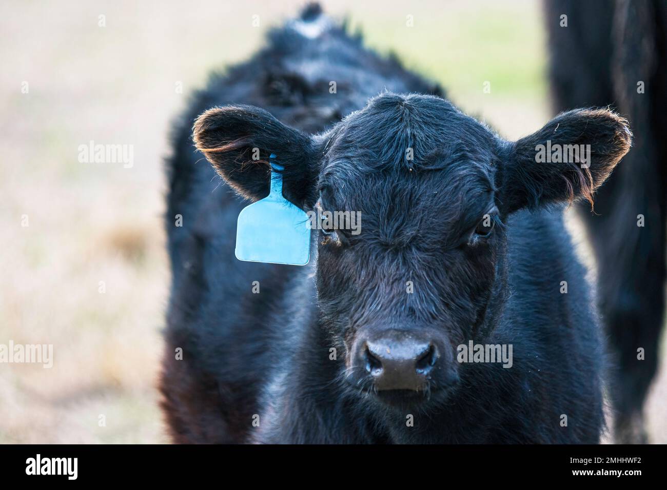 Close up of a black Angus calf looking at the camera with blue ear tag Stock Photo - Alamy