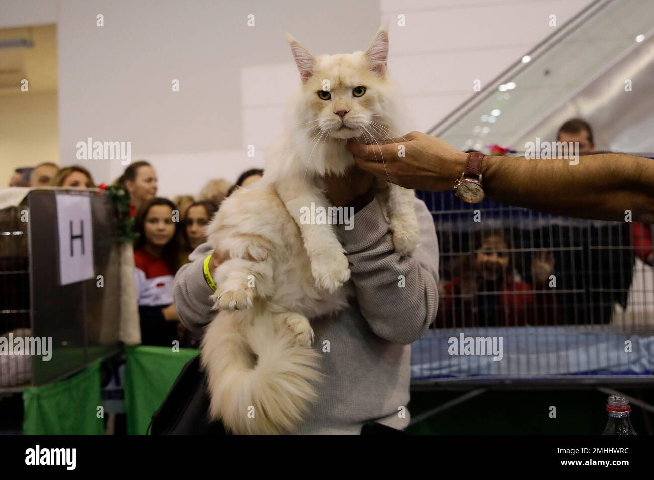 Leonida, a Maine Coon is shown to the public during a cat show in Rome ...