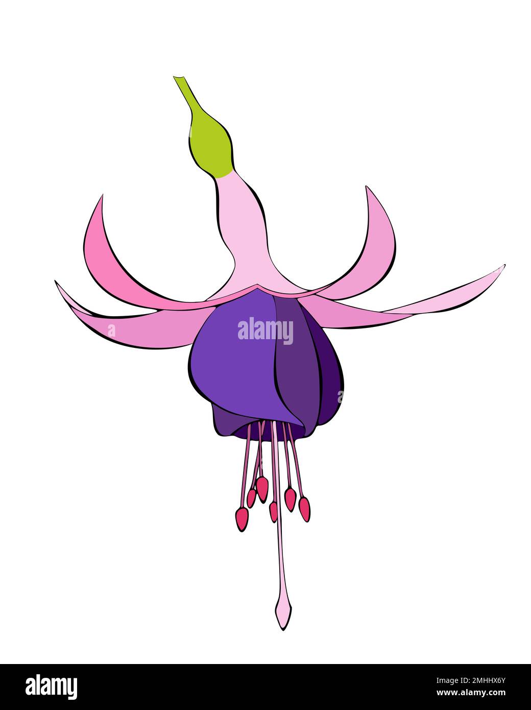 Pink and Purple Fuchsia Bella. Contour sketch. isolated, white ...