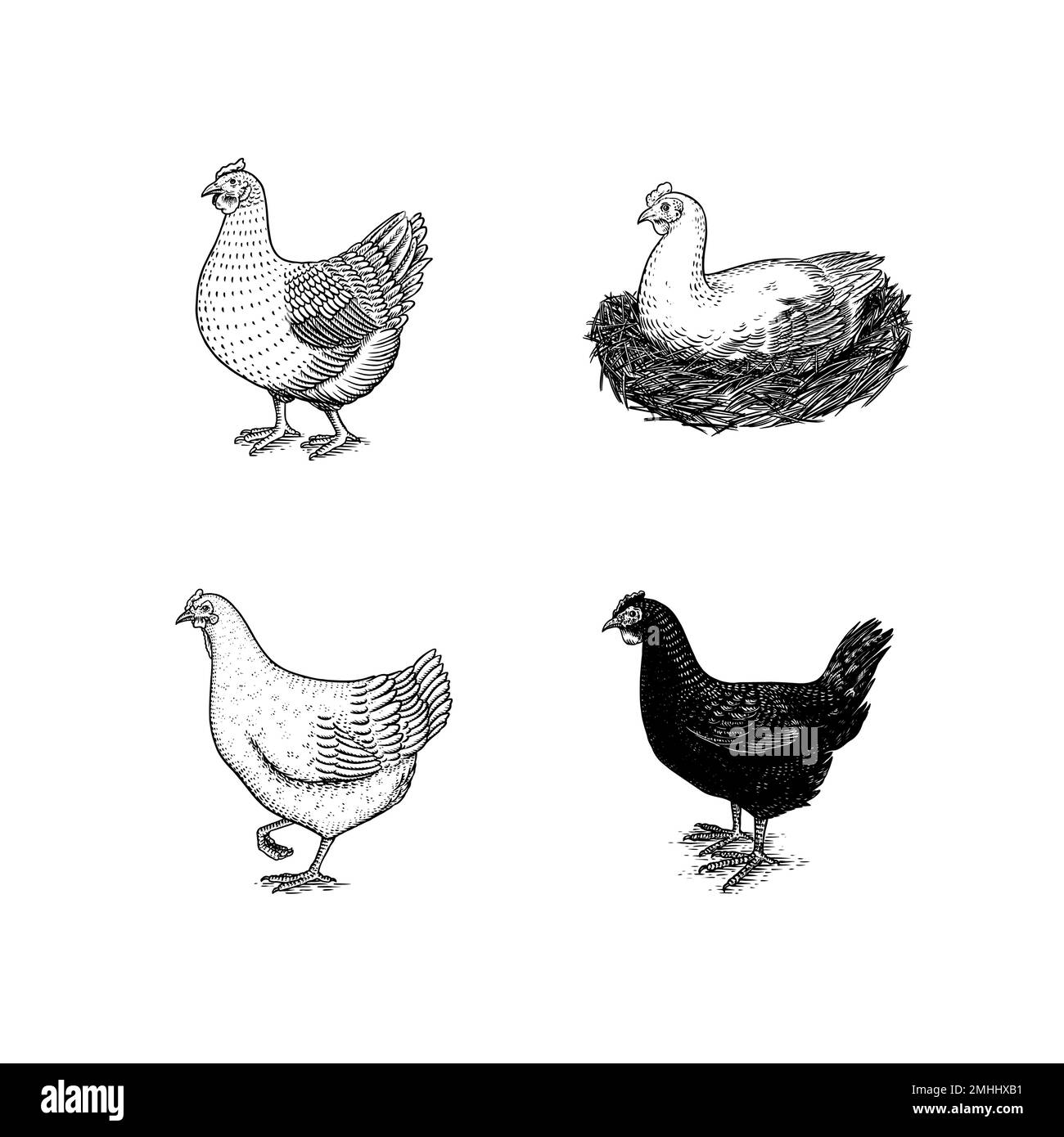 Chicken bird. Hand drawn hen. Engraved Farm animal. Old monochrome ...