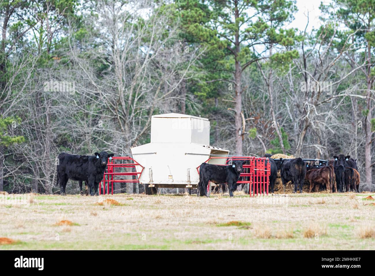 Commercial beef cattle standing near a creep feeder with cattle eating ...