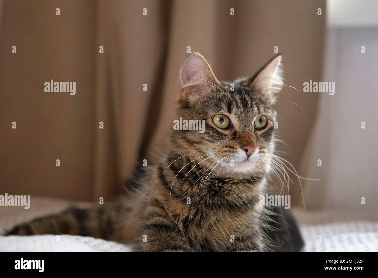 Surprised cat look around hi-res stock photography and images - Alamy