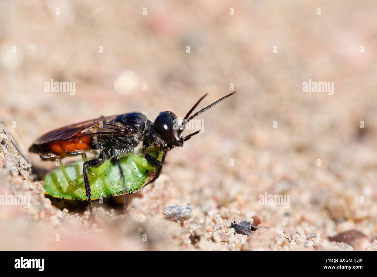 Predatory digger wasp (Astata boops) with it's prey, a shield-bug, wild ...