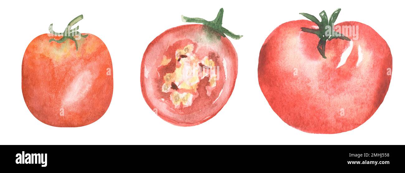 Tomato Vegetables Clipart, Watercolor tomato slice illustration set ...