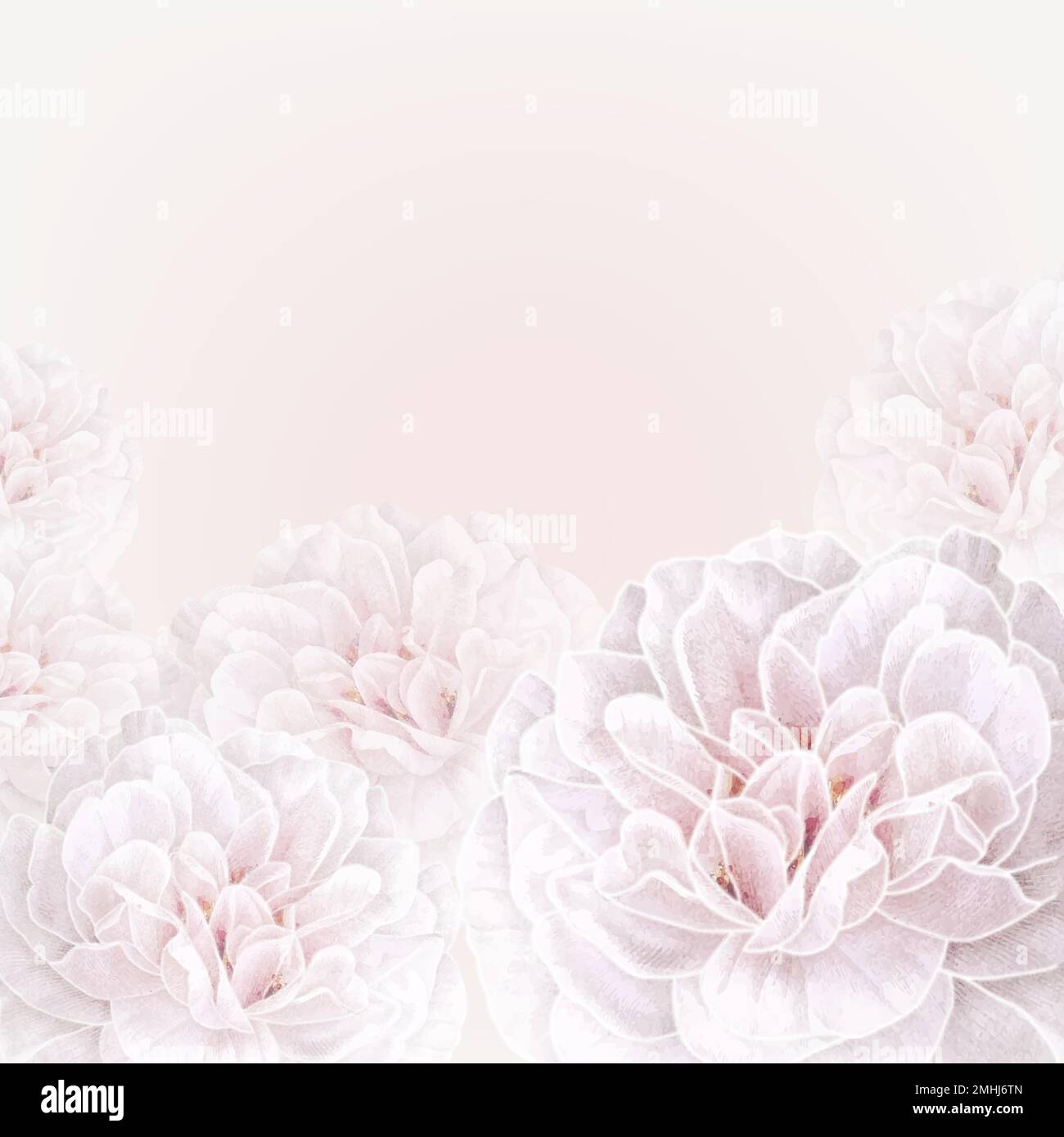 White rose frame social ads template vector Stock Vector Image & Art ...