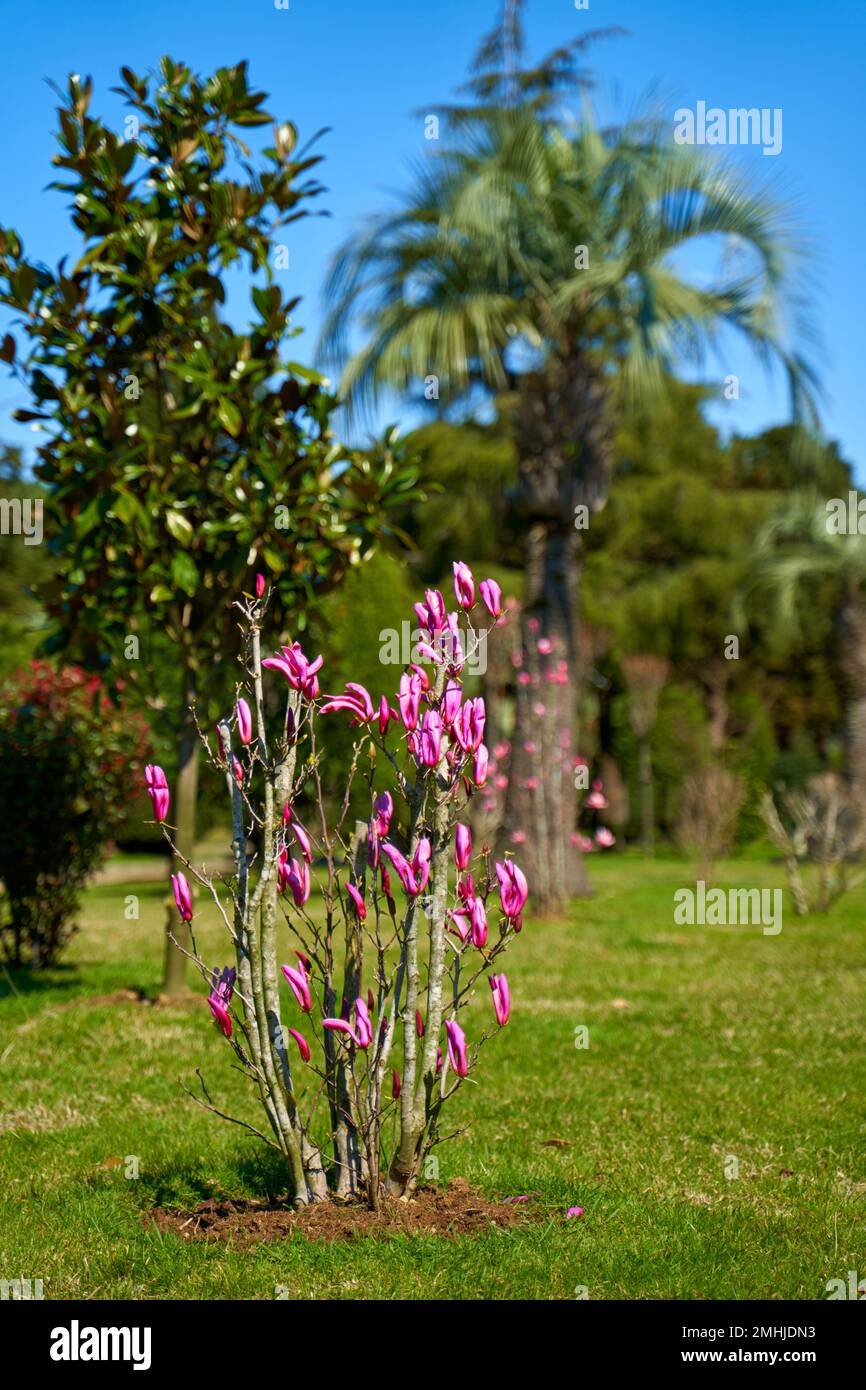Mangolia tree hi-res stock photography and images - Alamy