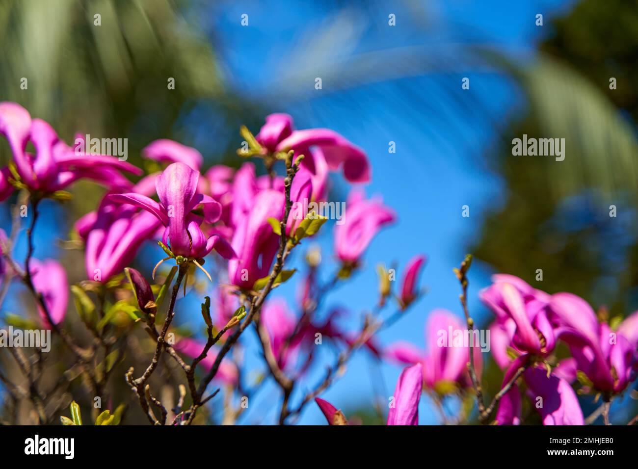 Mangolia tree hi-res stock photography and images - Alamy