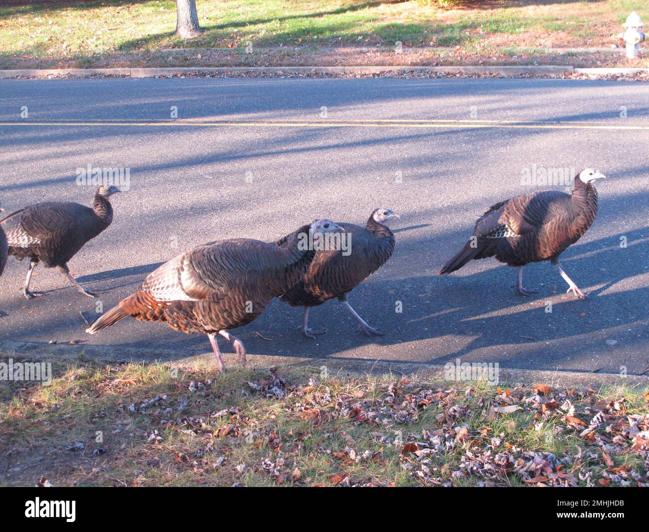 Wild turkeys walk on a road in Toms River, N.J. New Jersey Wednesday ...
