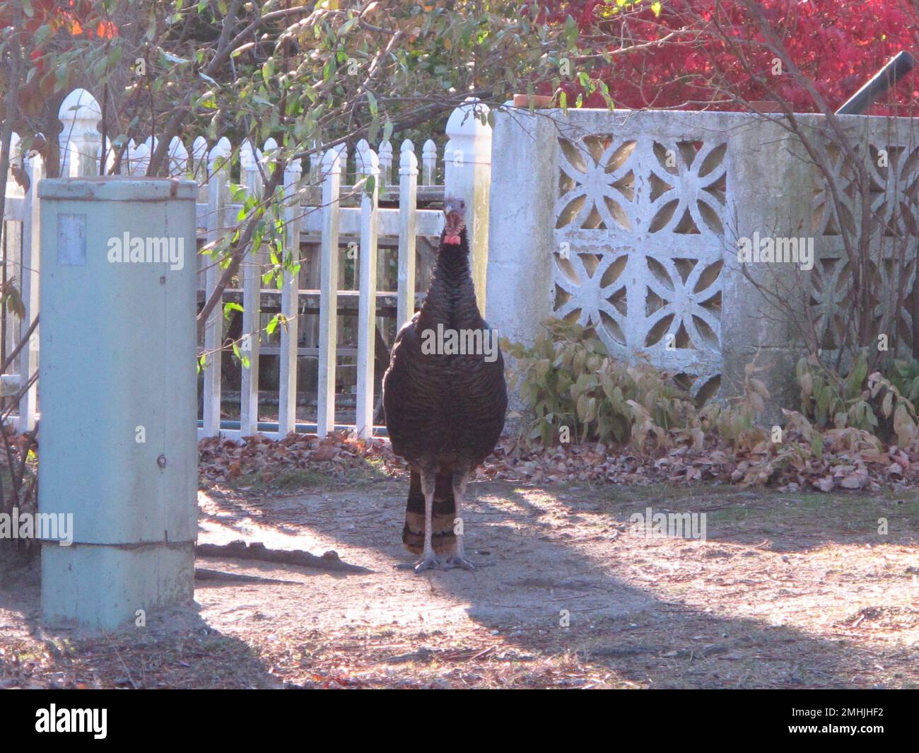 This Nov. 13, 2019 photo shows a wild turkey in a backyard in Toms ...