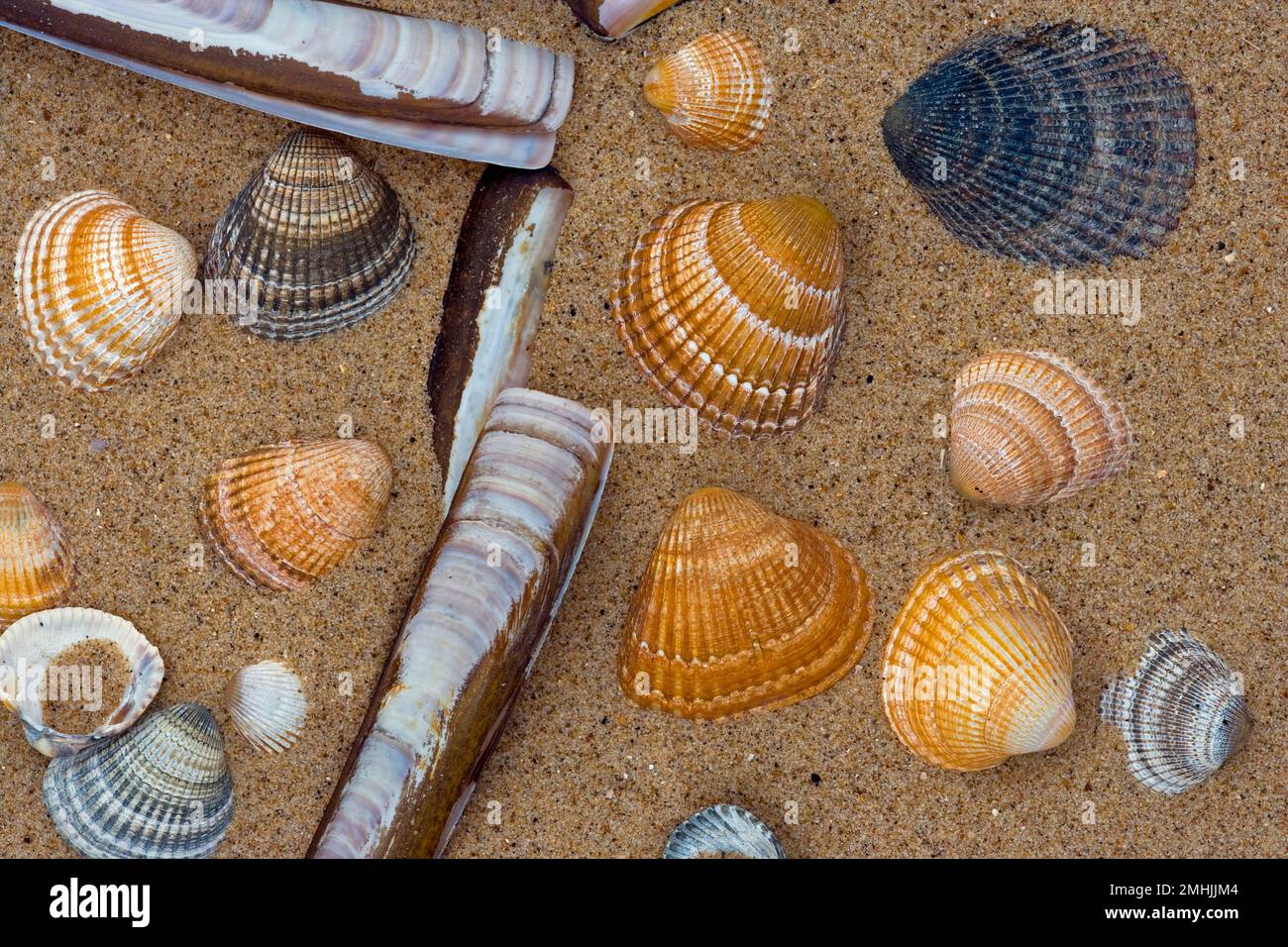 Sea Shells Holkham Beach Norfolk Stock Photo - Alamy