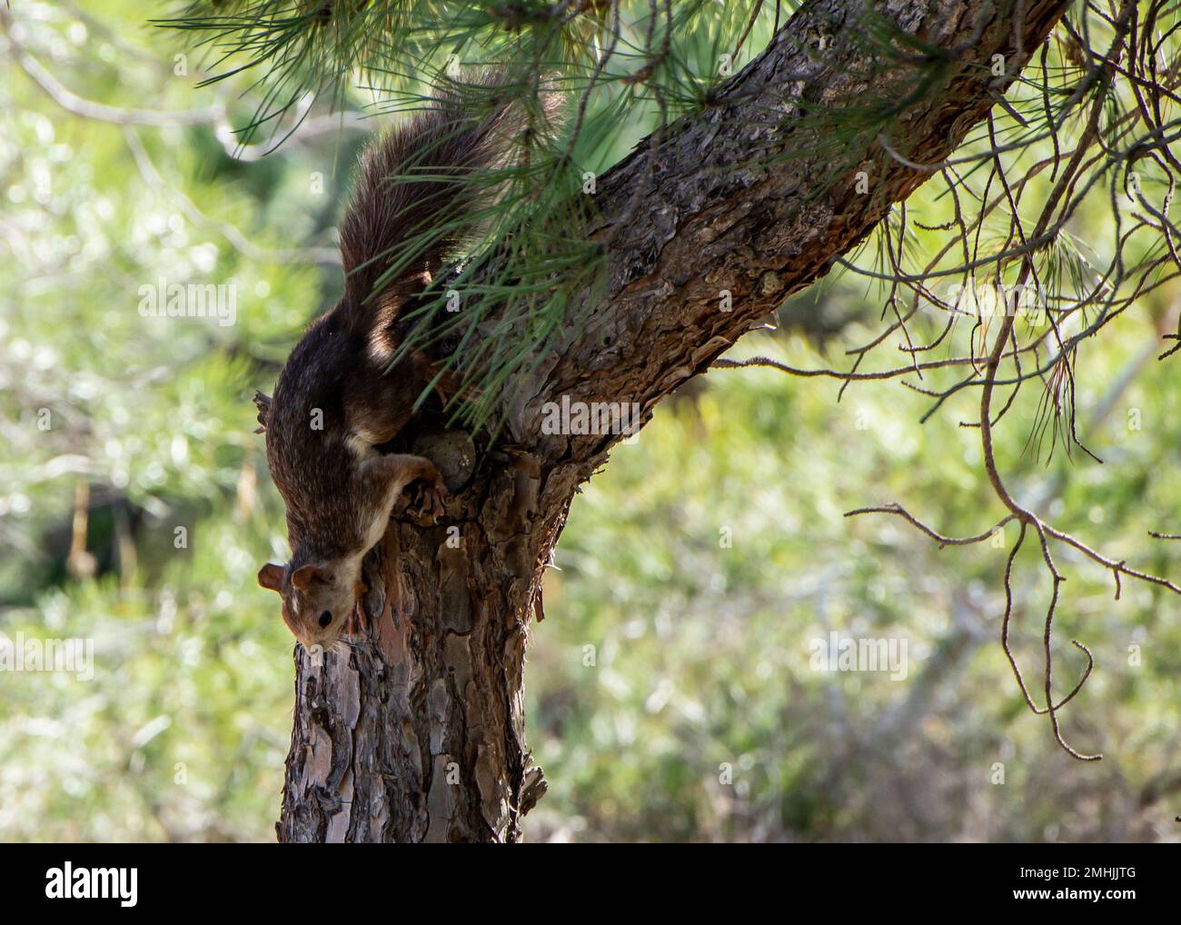 Squirrel climbing down a tree Stock Photo - Alamy