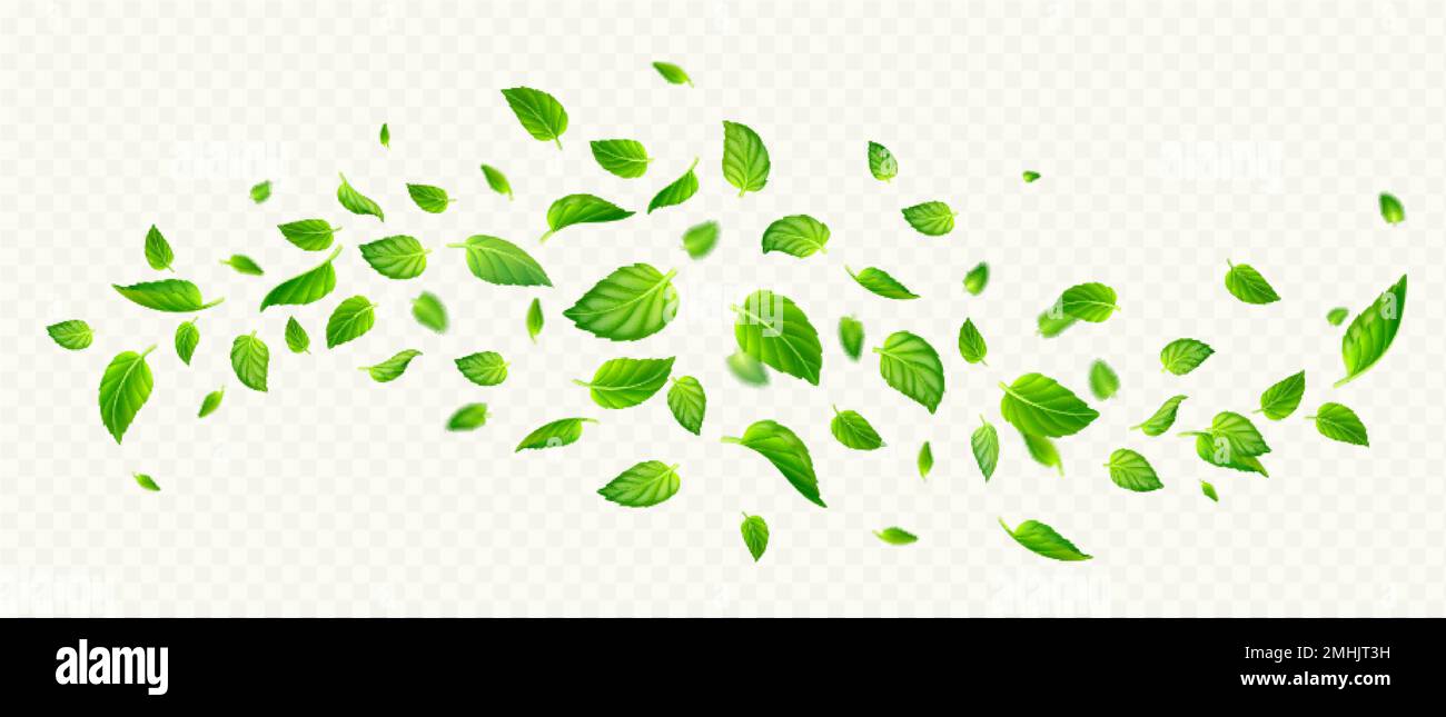Green mint leaves falling and flying in air. Fresh summer or spring ...