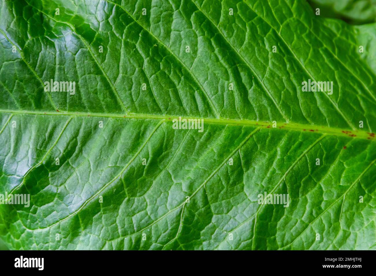 Abstract green leaves texture for background. Natural environment ...