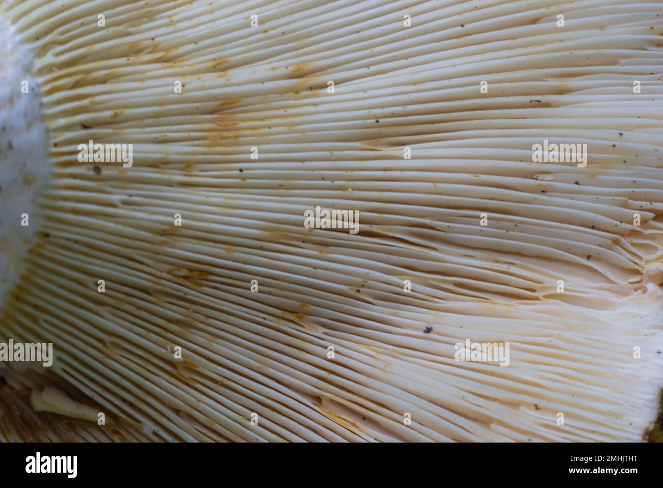 Selective focus,close-up of abstract caps of champignon mushroom bottom ...