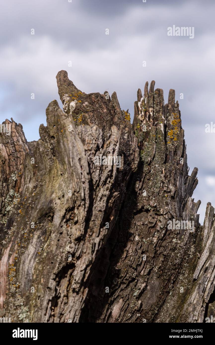 Close-up of a broken thick tree on the background of the sky with ...
