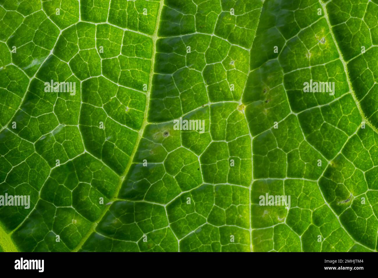 Abstract green leaves texture for background. Natural environment ...