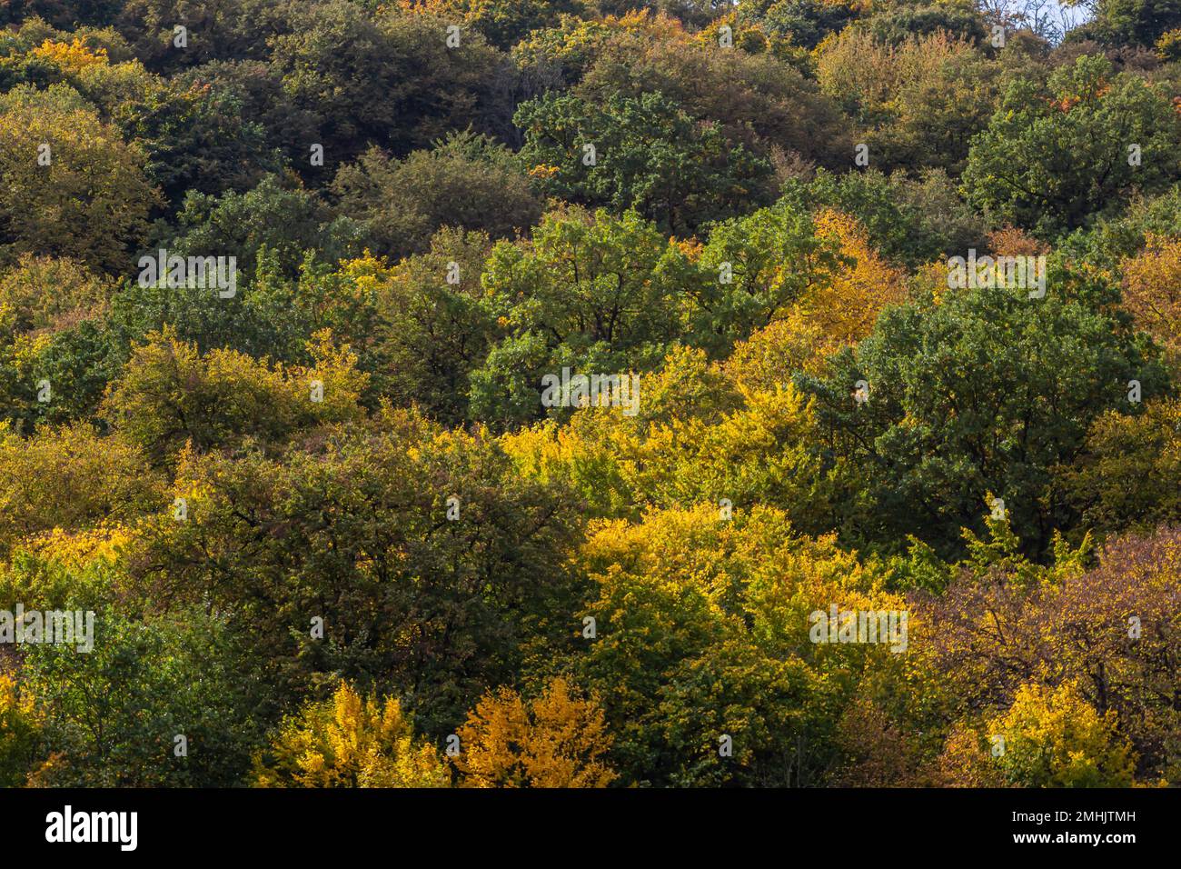 Forest texture hi-res stock photography and images - Alamy