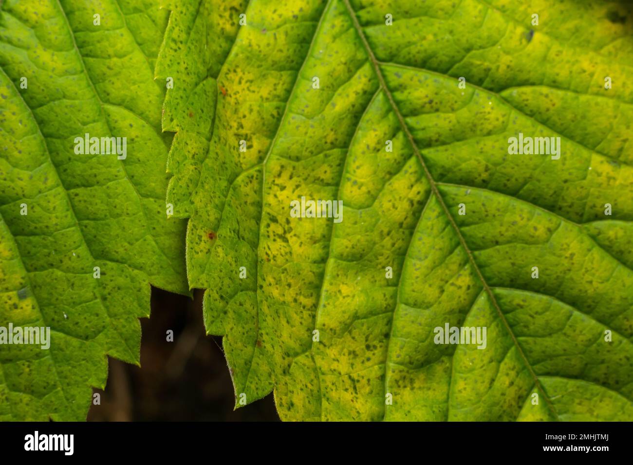 Abstract green leaves texture for background. Natural environment ...