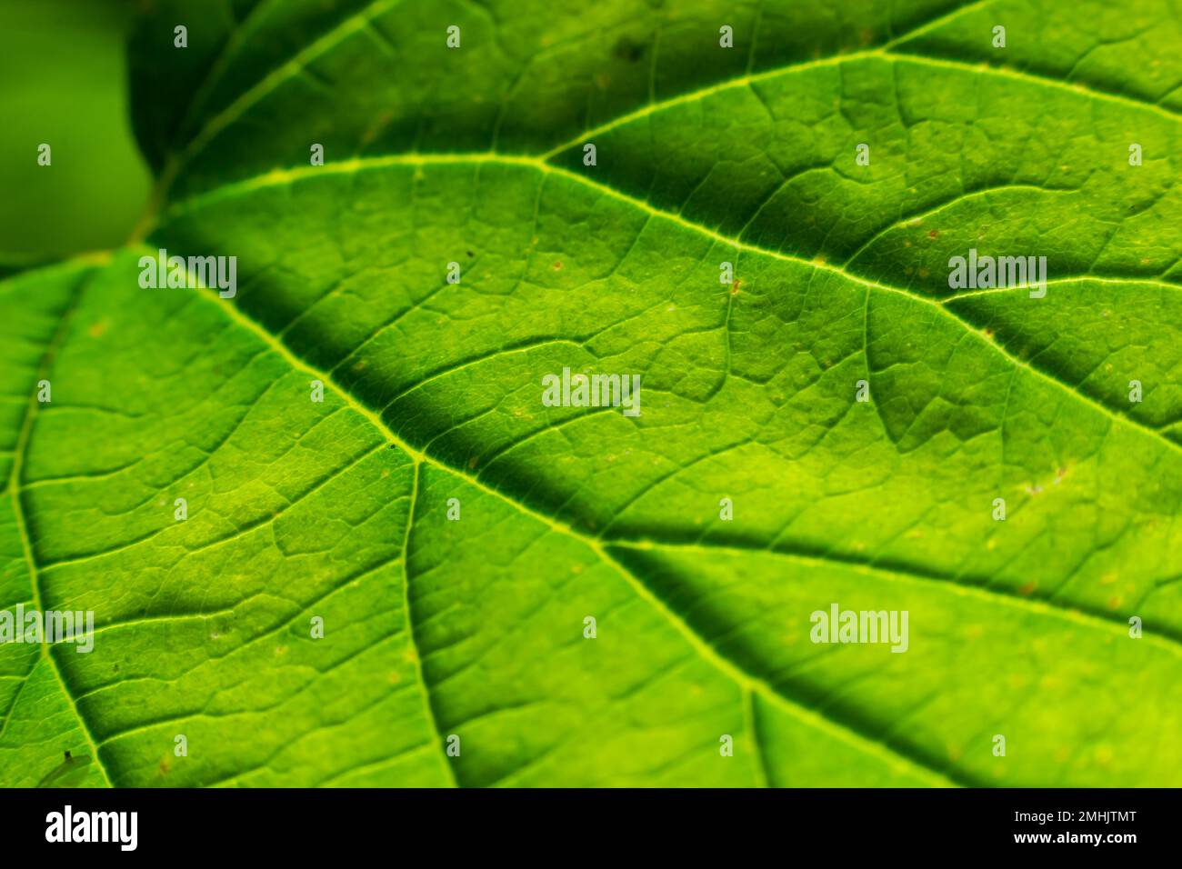 Abstract green leaves texture for background. Natural environment ...