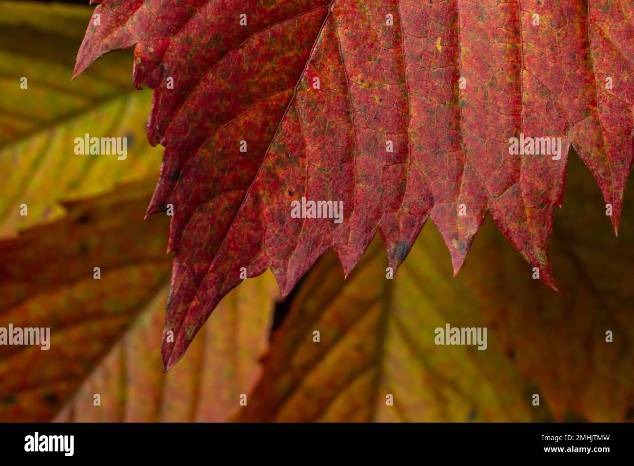 Perfect leaf texture close hi-res stock photography and images - Alamy