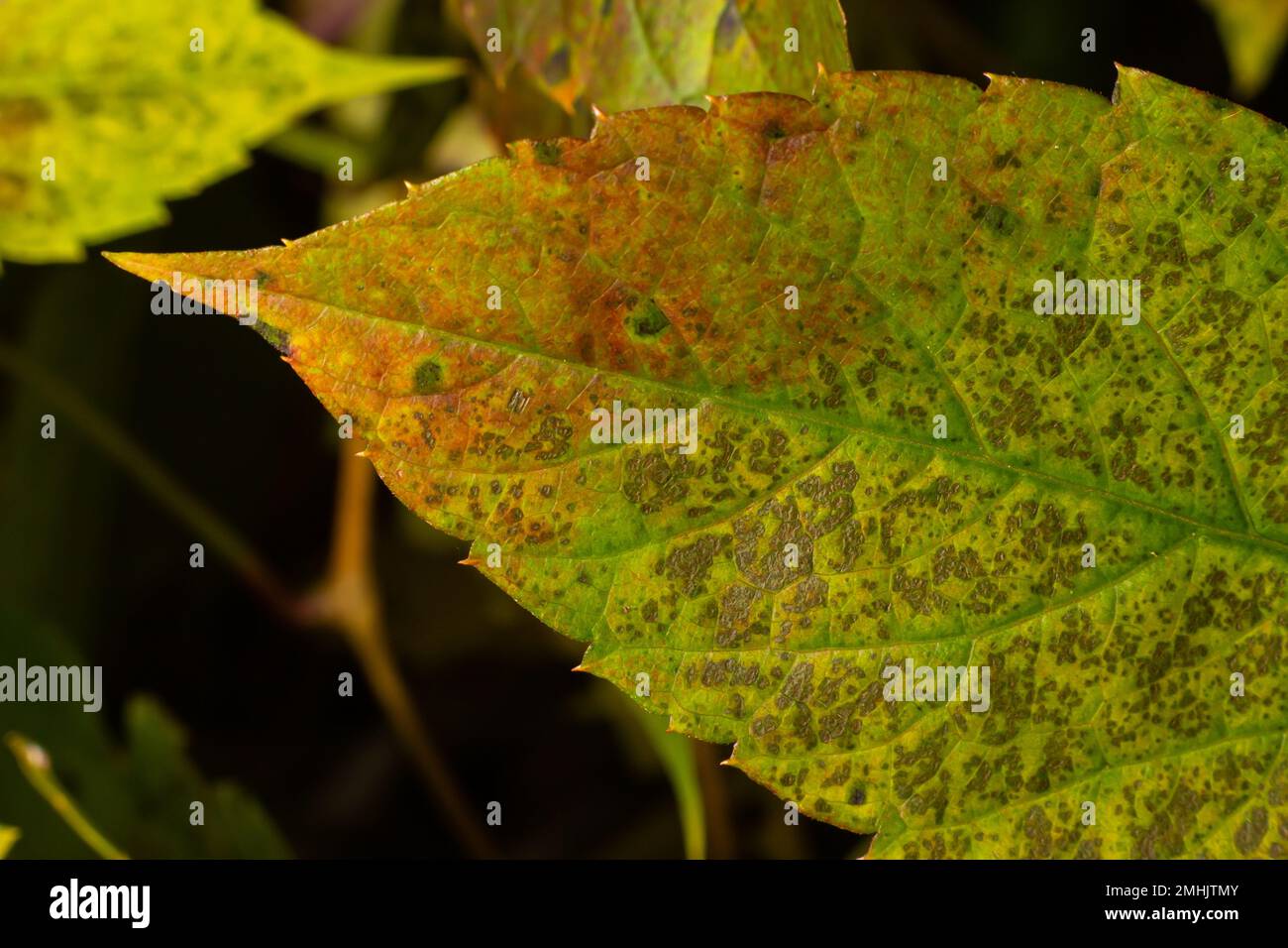 Macro photo of a yellow leaf, colorful autumn foliage. Golden yellow ...