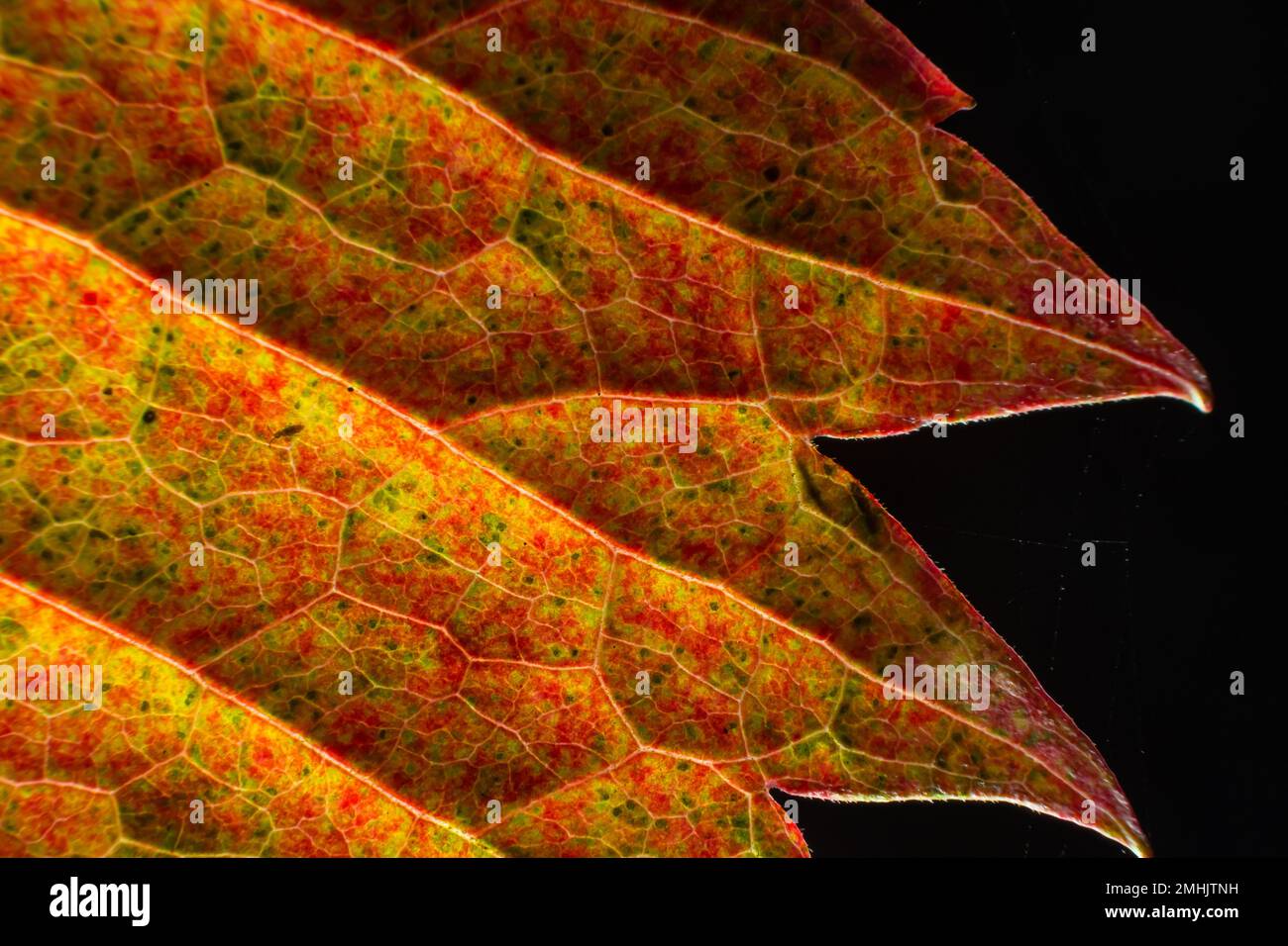 Macro photo of Autumn Foliage. Red Leaf texture close up. perfect for ...