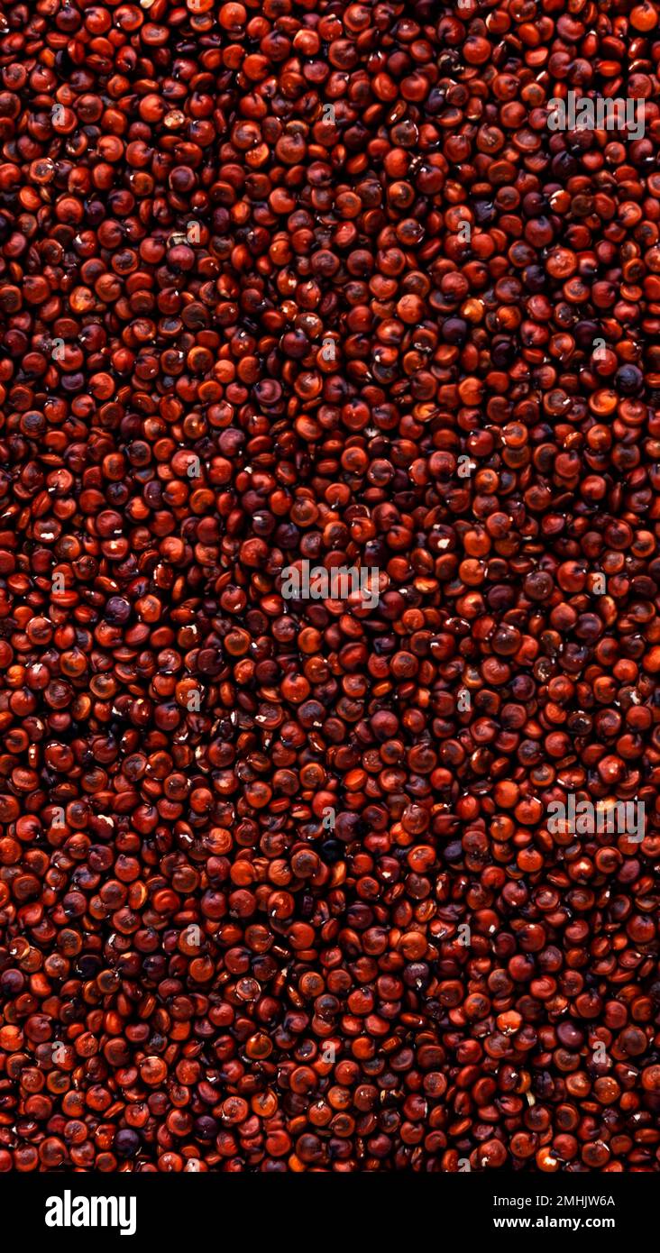 Raw red quinoa groats, food background texture, top view vertical ...