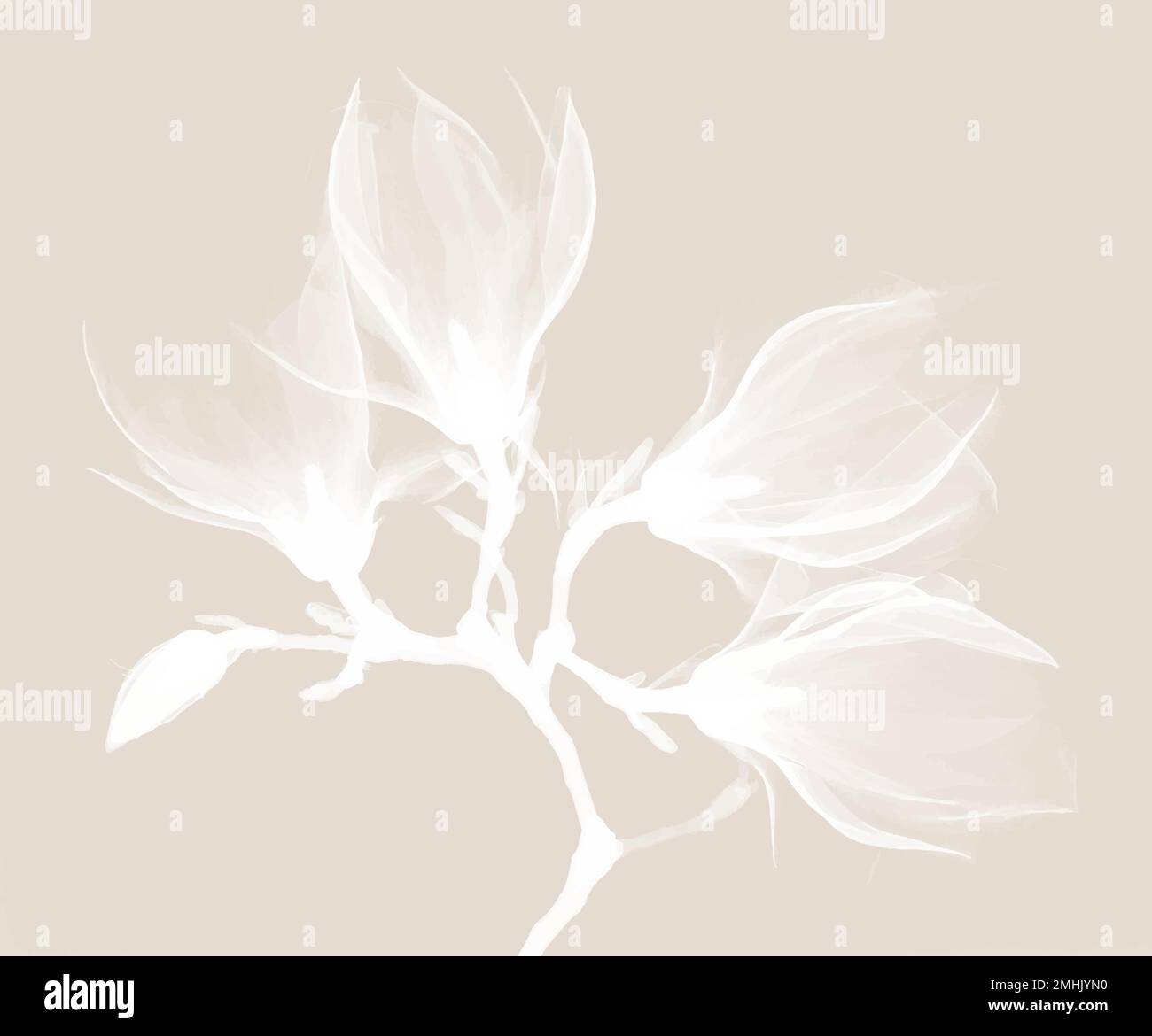 Magnolia x-ray design vector, remix from original artwork Stock Vector ...
