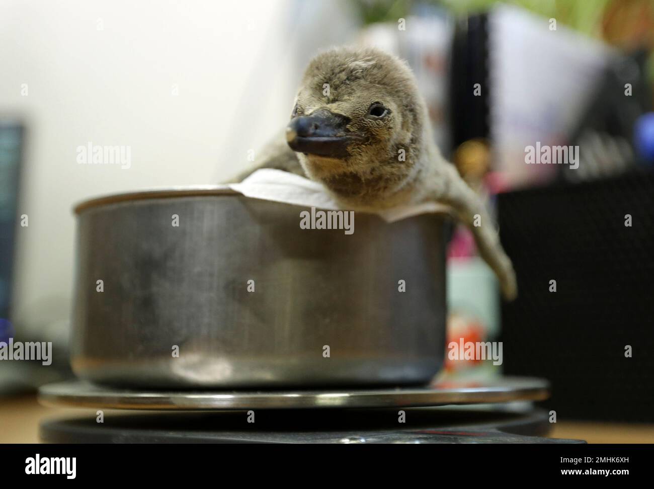 A newly born penguin is weighed at the zoo in Prague, Czech Republic ...