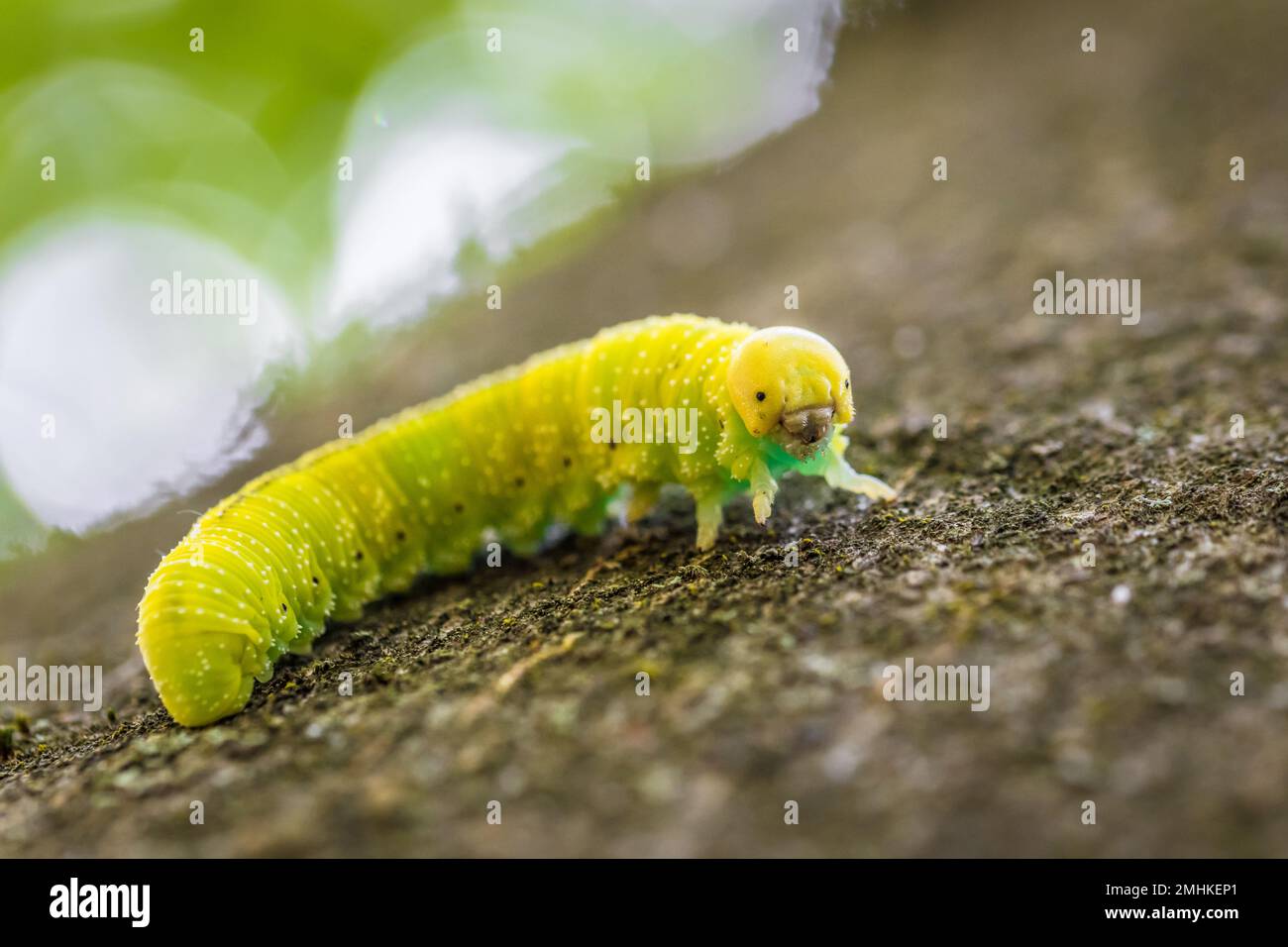 Green caterpillar larva of a large birch leaf wasp sawfly Cimbex ...
