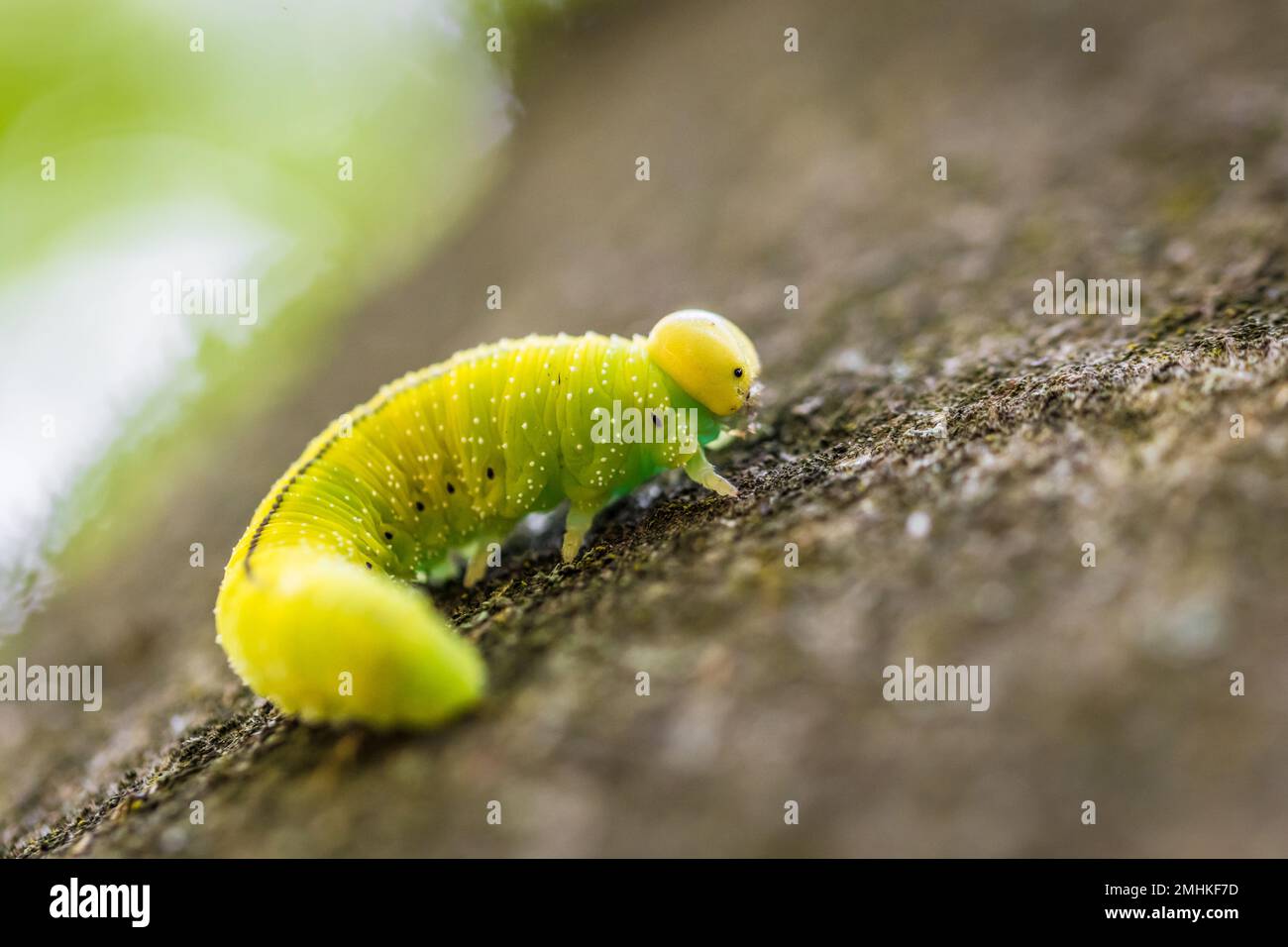 Green caterpillar larva of a large birch leaf wasp sawfly Cimbex ...