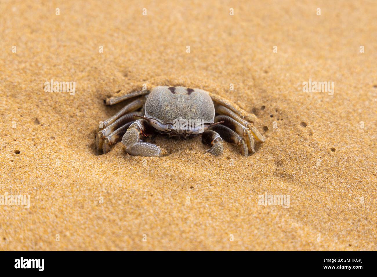 Sand Crabs