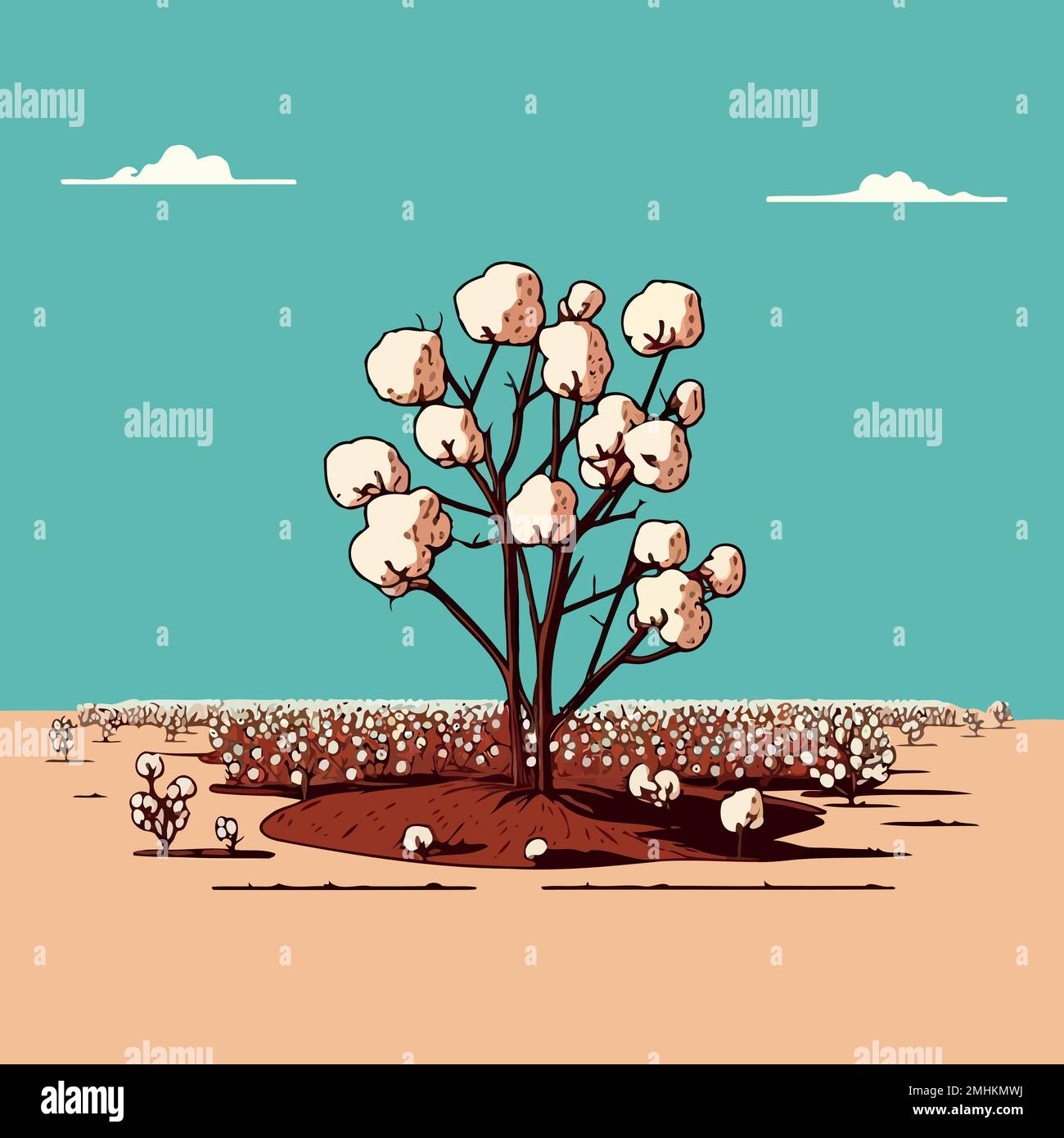 Cotton cultivation in agricultural production farm plant already giving ...