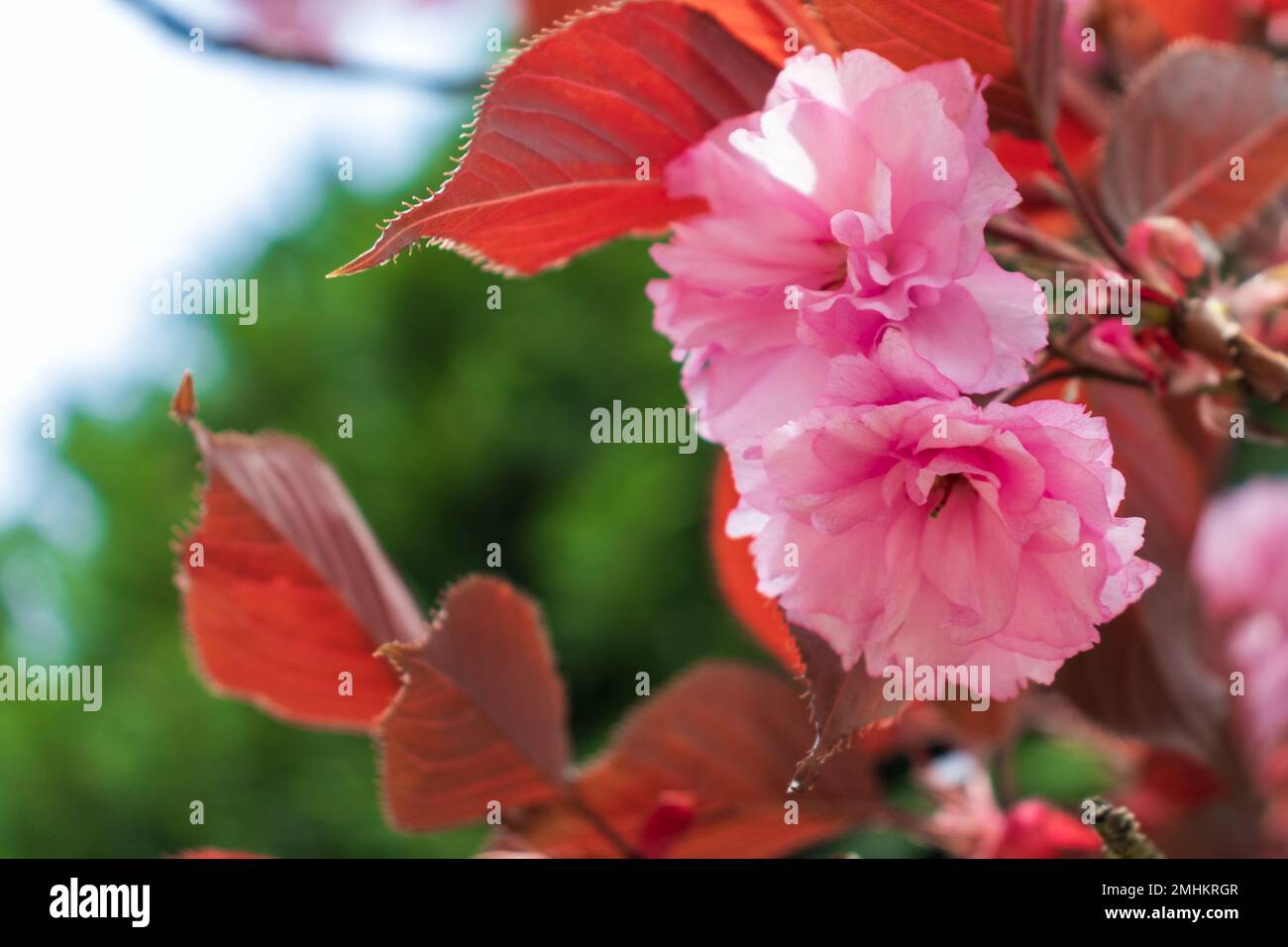 Pink blooming Sakura tree branch Stock Photo - Alamy