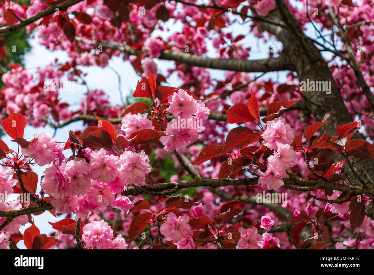 Pink blooming Sakura tree branch Stock Photo - Alamy