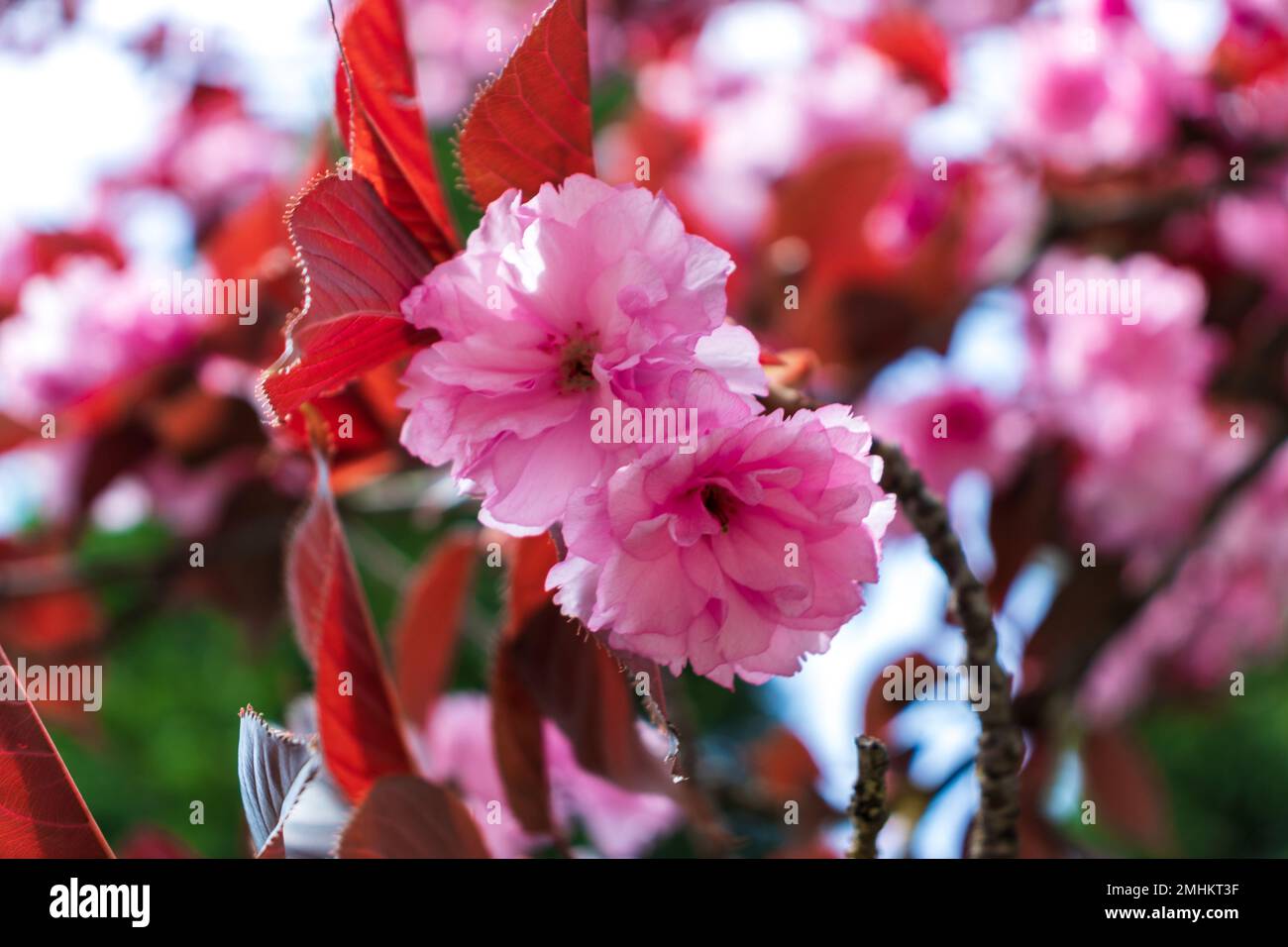 Pink blooming Sakura tree branch Stock Photo - Alamy