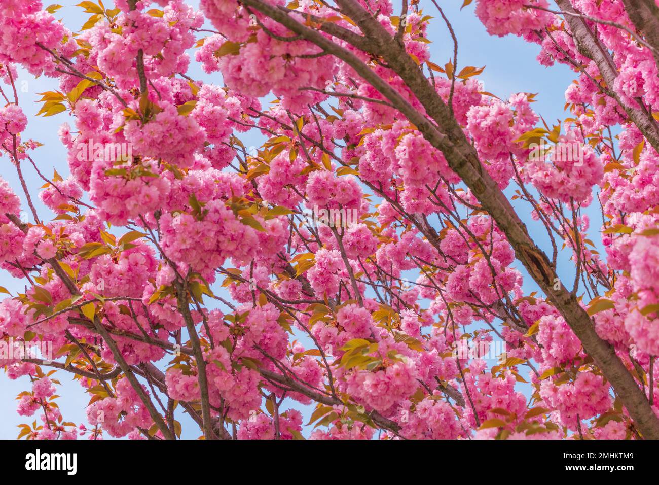 The red, just-blooming leaves of the Japanese Pieris bush. beautiful ...