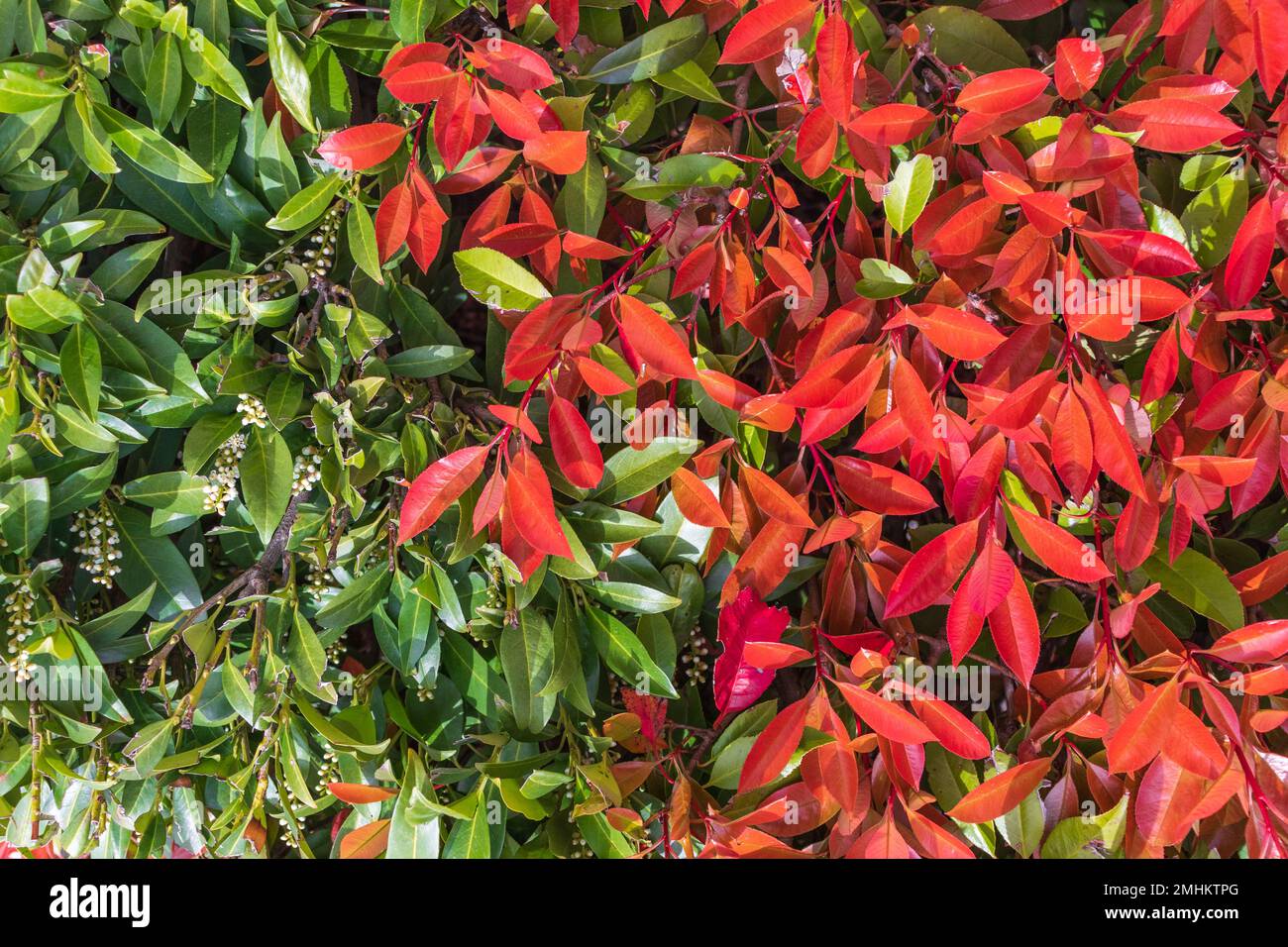 The red, just-blooming leaves of the Japanese Pieris bush. beautiful ...