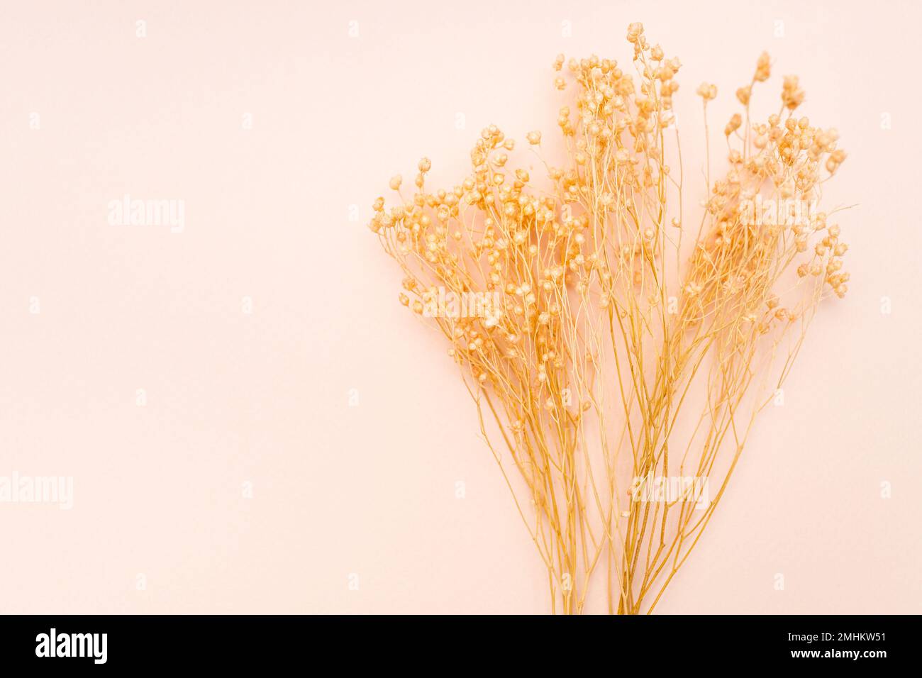 natural dried twigs of plant on pink background close up with copyspace ...