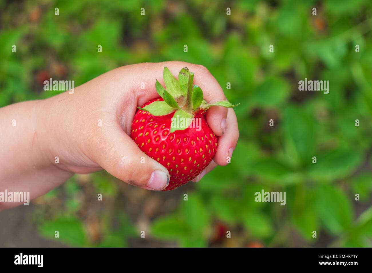 Hand picking strawberry hi-res stock photography and images - Alamy