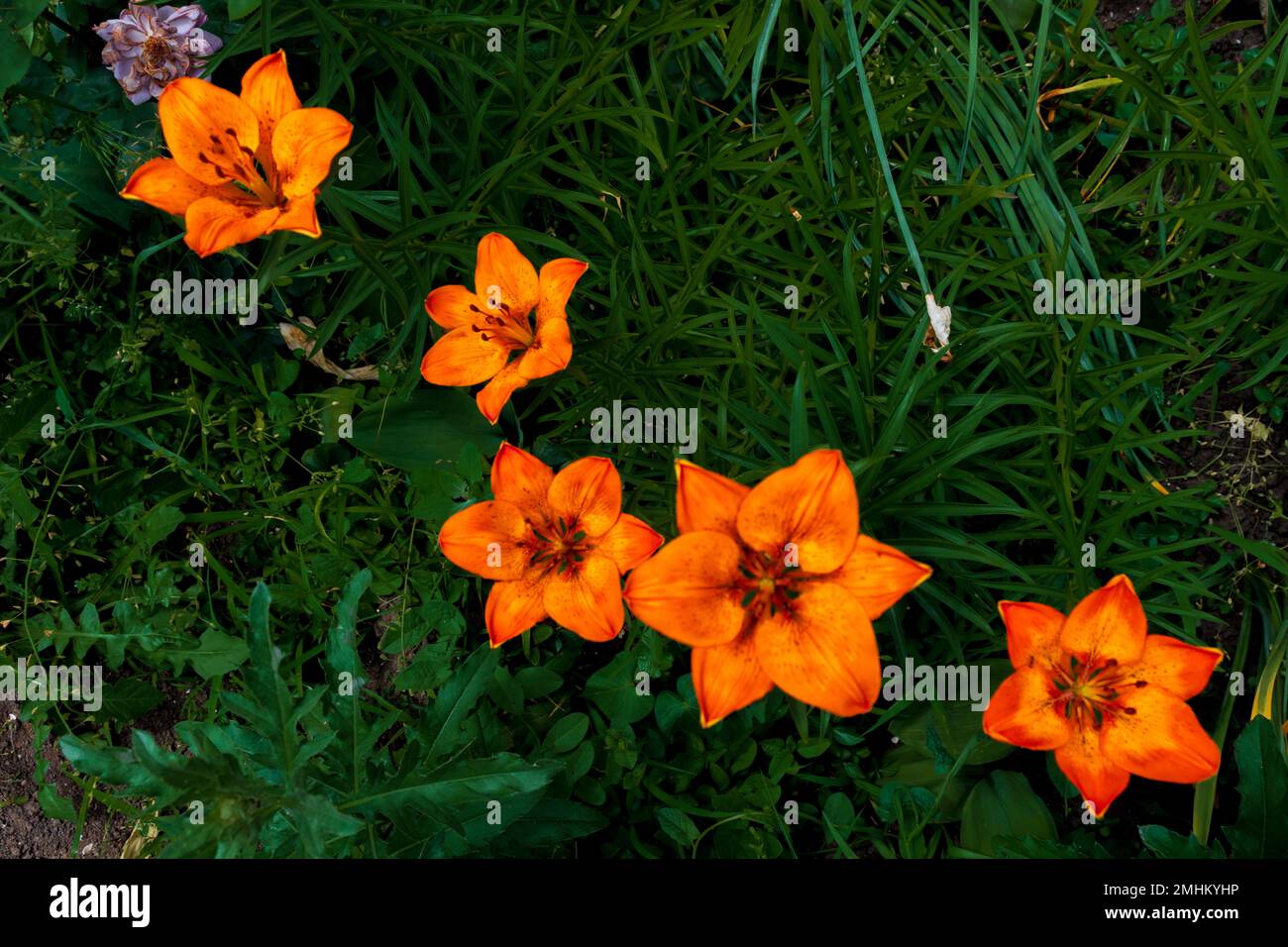 Bright orange lily flowers. Orange lily flower in full bloom. Charming lily flowers with long ...