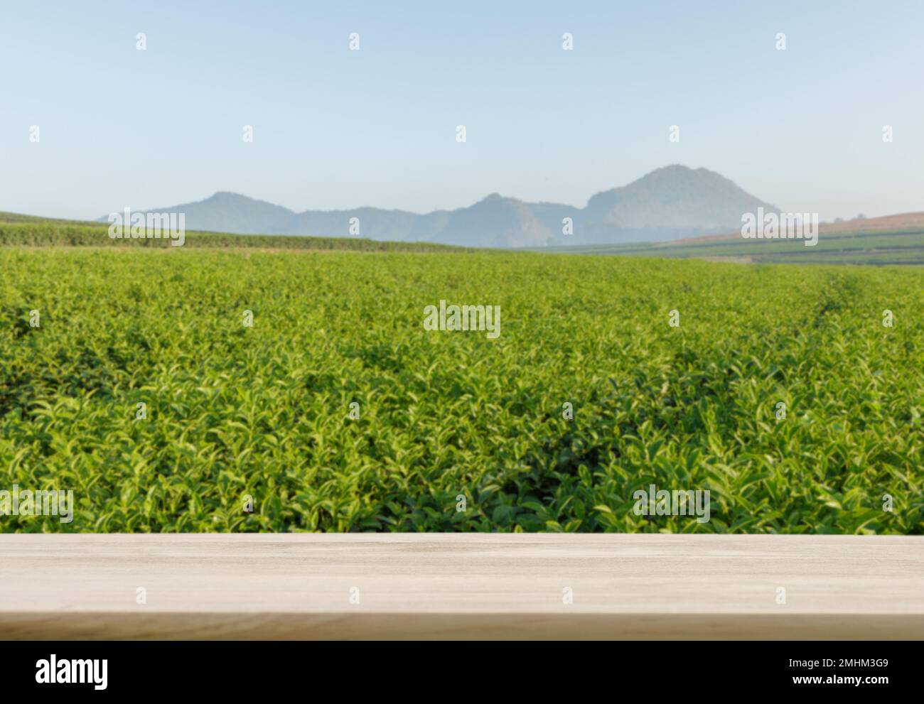 soft light fresh green tea fields garden and beige wooden table top ...