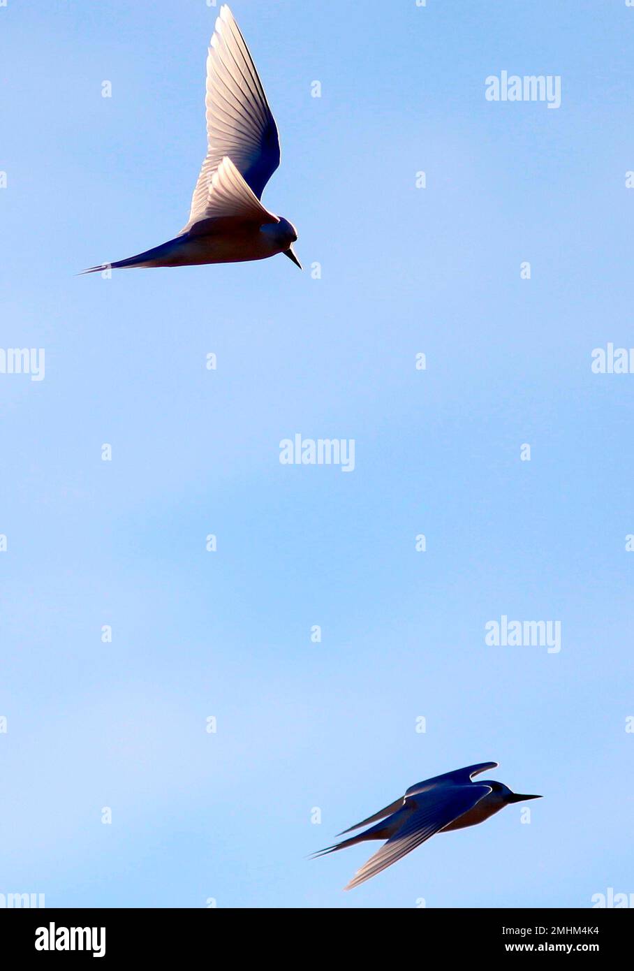 In this Oct. 15, 2019, photo, seabirds fly over Midway Atoll in the ...