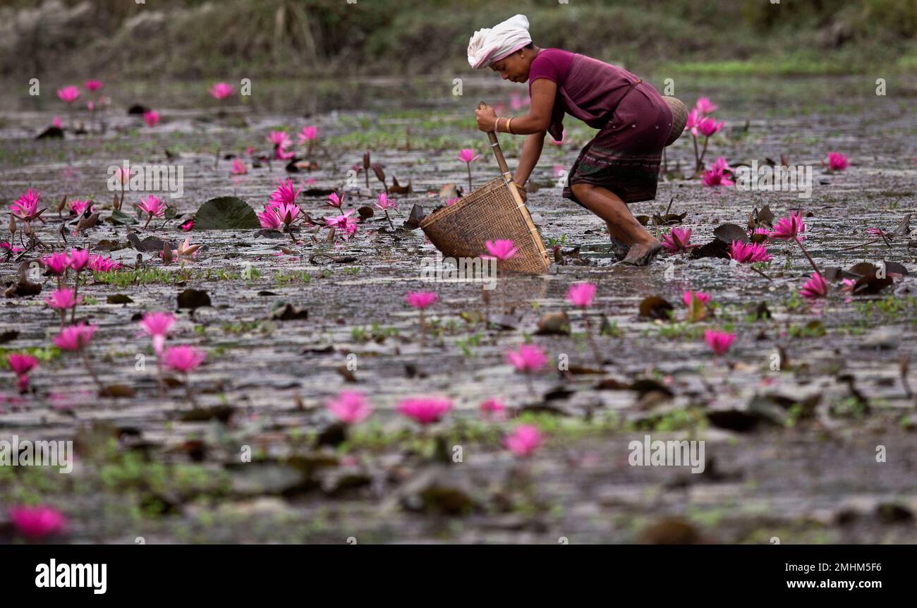 In this Wednesday, Nov. 6, 2019 an Indian tribal woman catches fish ...