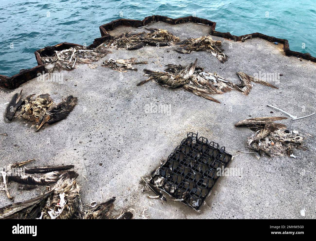 In this Oct. 22, 2019, photo, dead seabirds lie on a pier with plastic ...