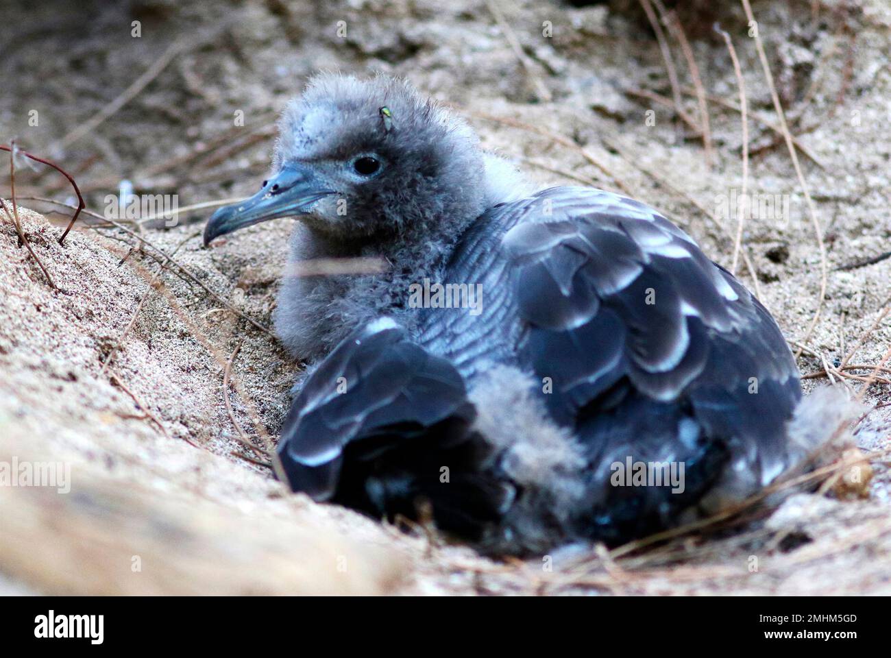 In this Oct. 15, 2019, photo, a seabird chick sits next to its burrow ...