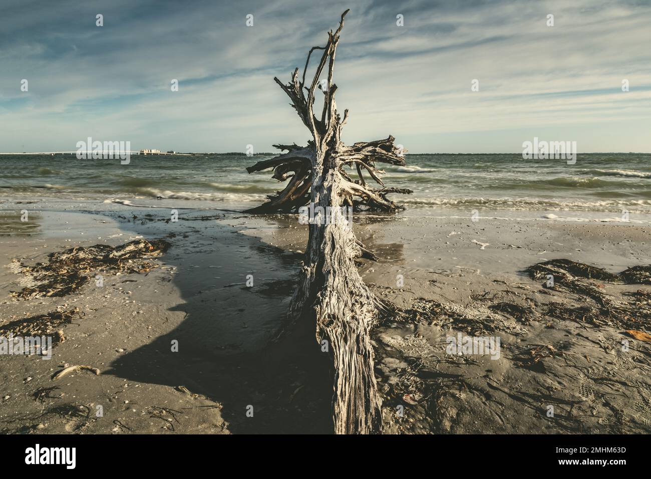 Dead tree on the beach of Sanibel Island, Florida USA Stock Photo - Alamy